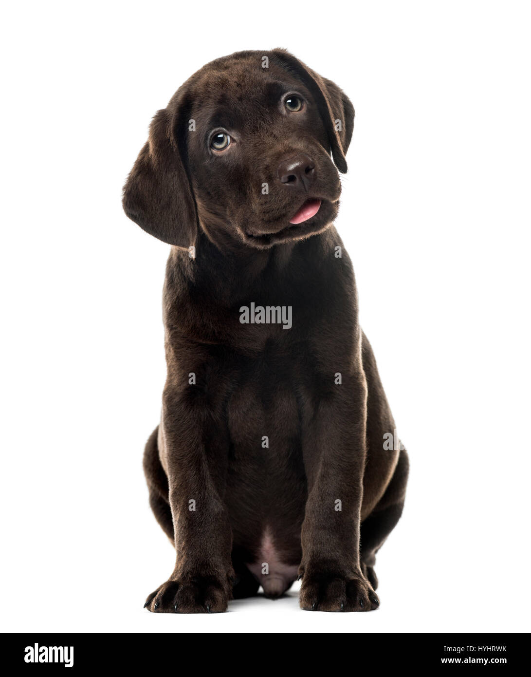 Puppy chocolate Labrador Retriever sitting, 3 months old , isolated on ...