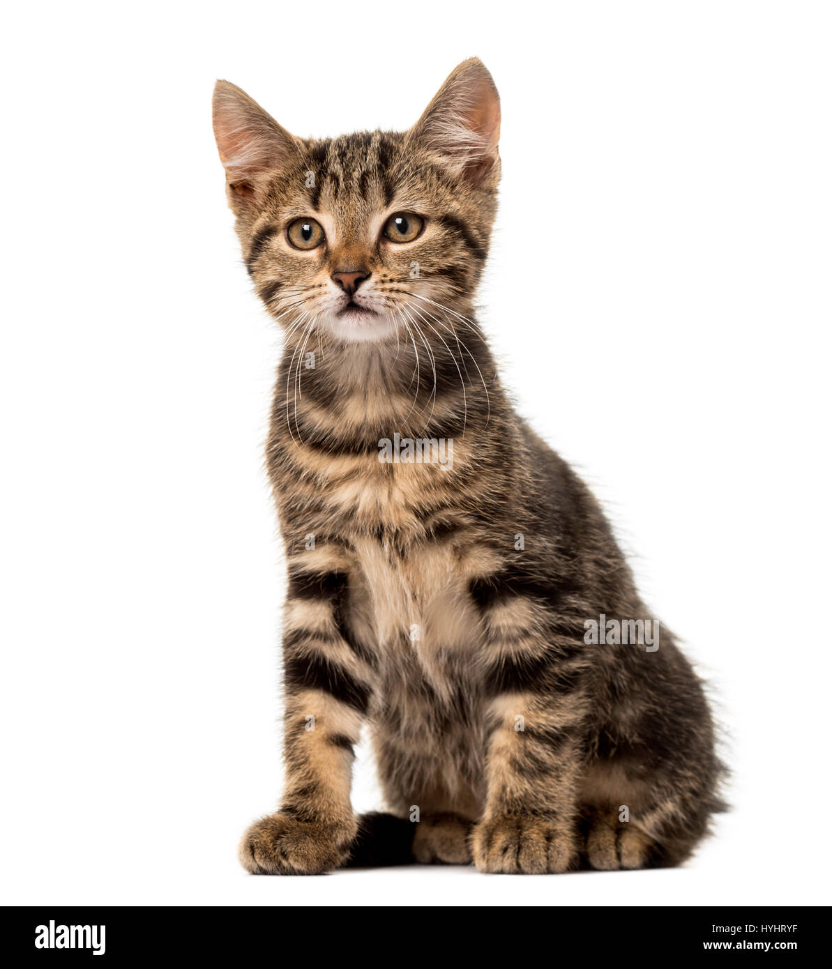 European cat sitting , isolated on white Stock Photo - Alamy