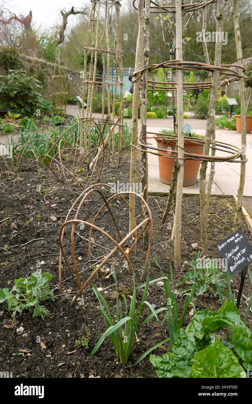 Willow support structures frames in a herb veg patch in early spring at ...