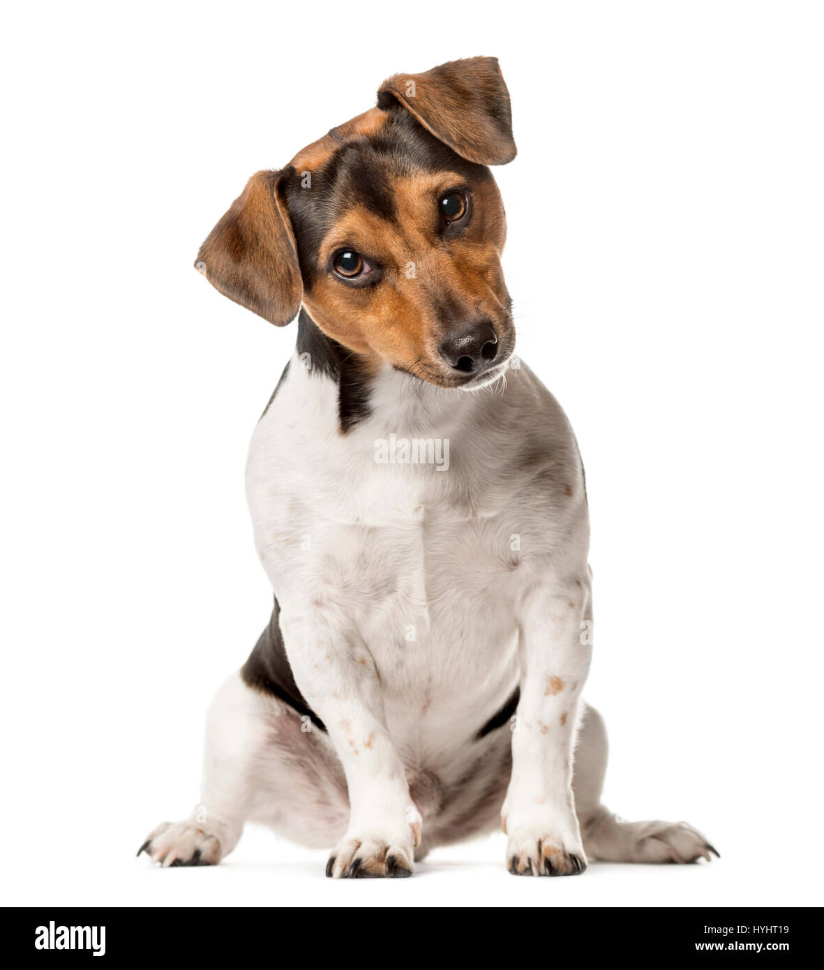 Jack Russell Terrier sitting , isolated on white Stock Photo - Alamy