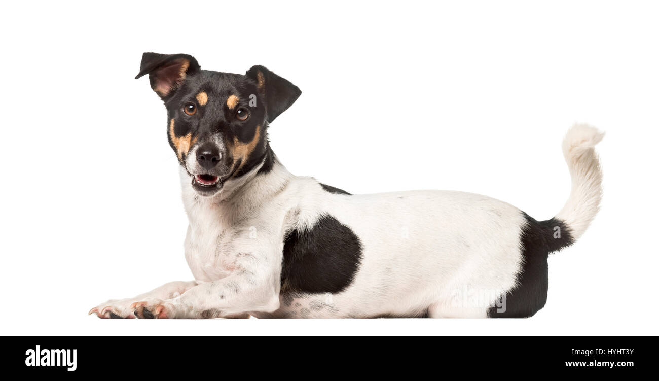 Profile jack russell terrier dog Cut Out Stock Images & Pictures - Alamy