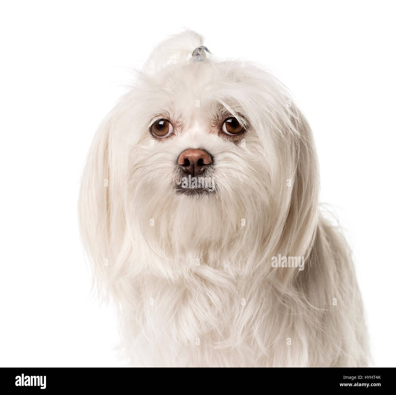 Close-up of a white Maltese , isolated on white Stock Photo - Alamy
