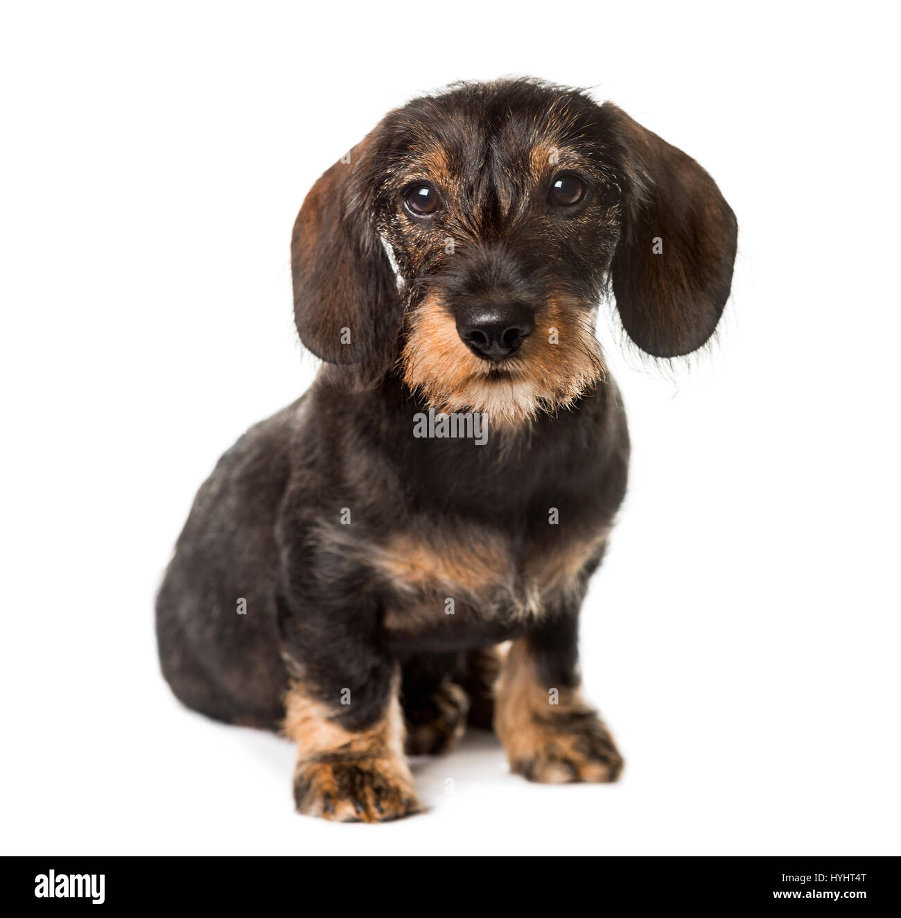 Chocolate Dachshund sitting , isolated on white Stock Photo - Alamy