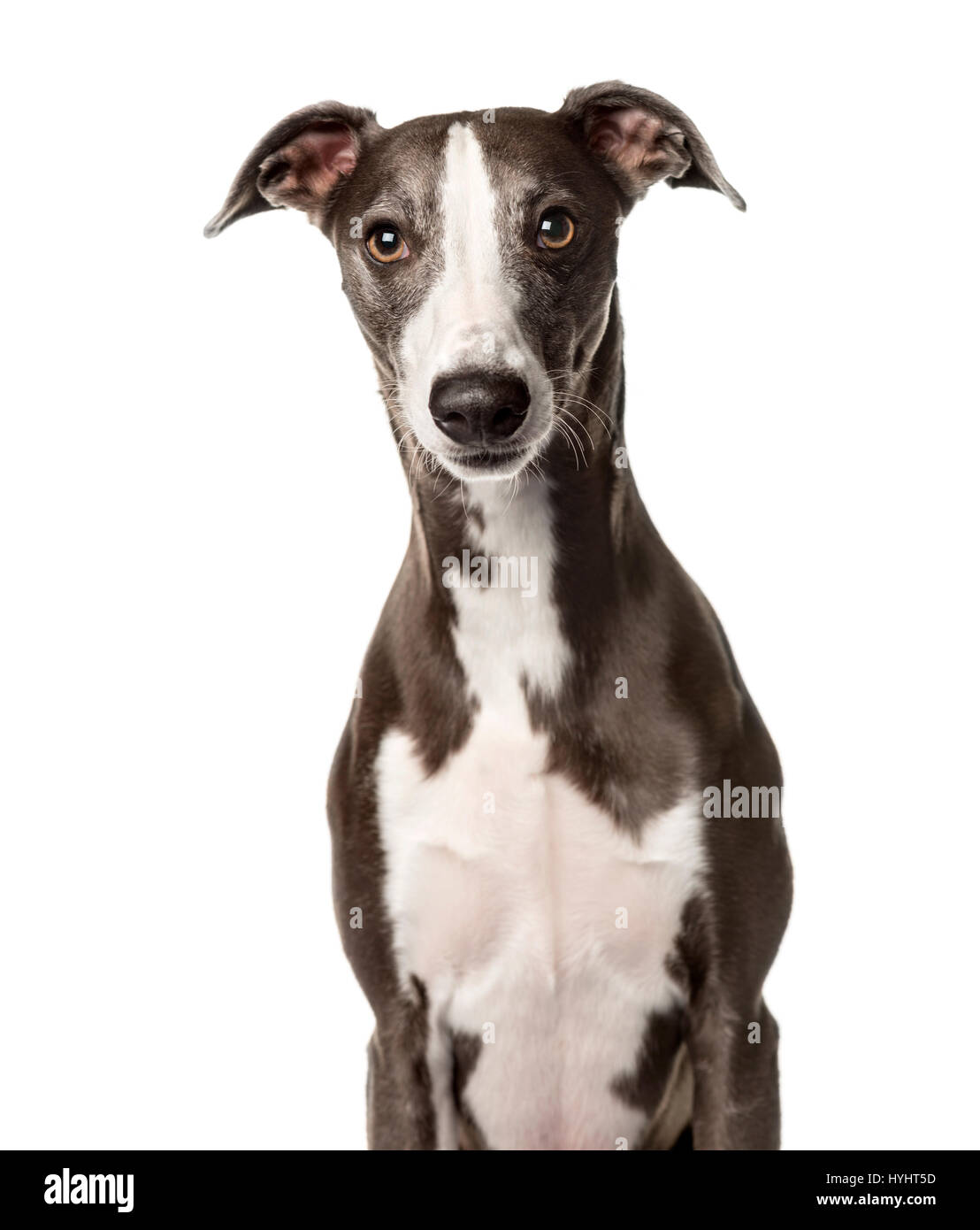 Snap dog sitting , isolated on white Stock Photo - Alamy
