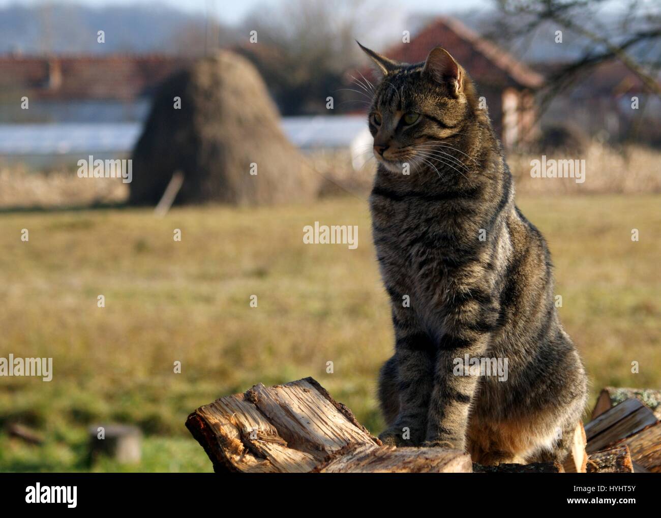 Guardian Cat Watching the Yard Stock Photo - Alamy
