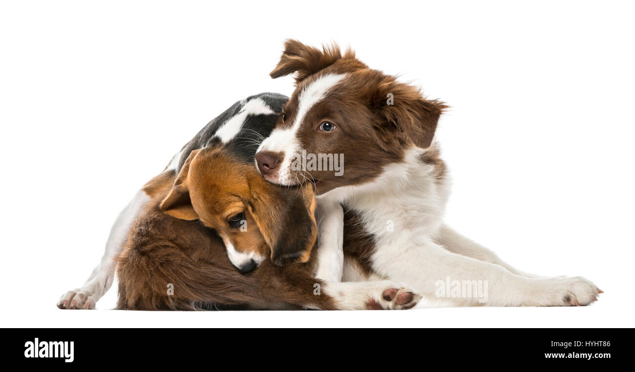 Puppies Border Collie friendship, isolated on white,15 weeks old Stock ...