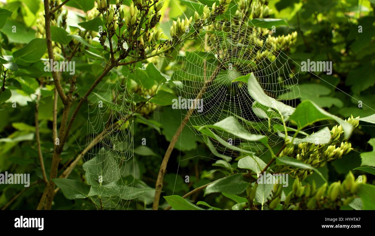 Thin spider nets hi-res stock photography and images - Alamy