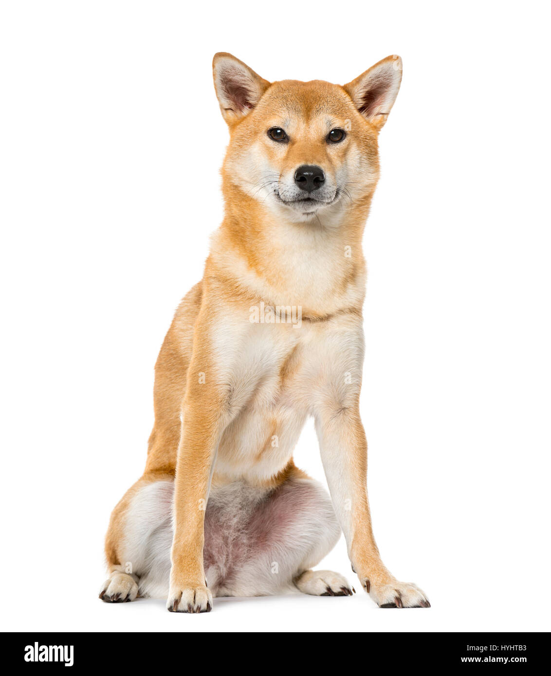 Shiba Inu Full Grown White