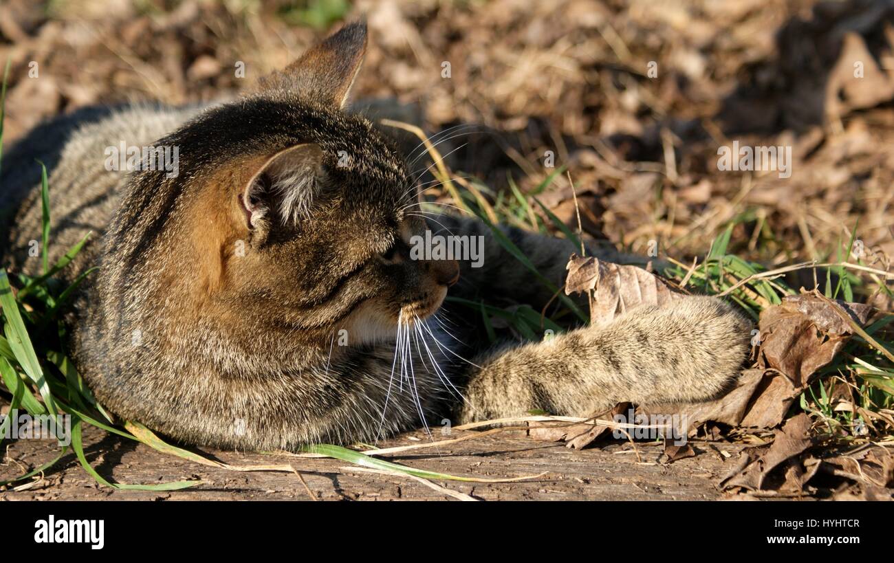 Spotted Male Cat Resting in the Sun Stock Photo - Alamy