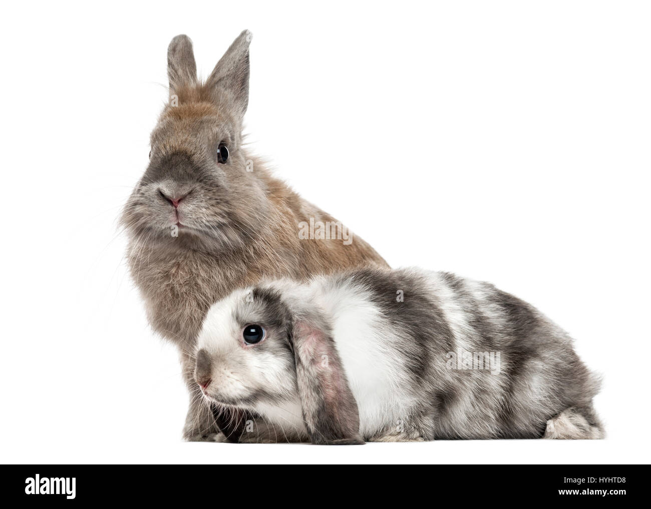 Two sad rabbits , isolated on white Stock Photo - Alamy
