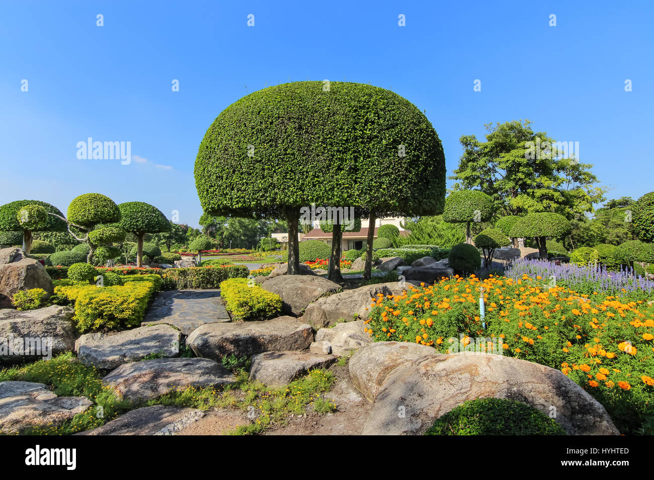 Beautiful dwarf tree in Rama nine public park in Thailand Stock Photo ...