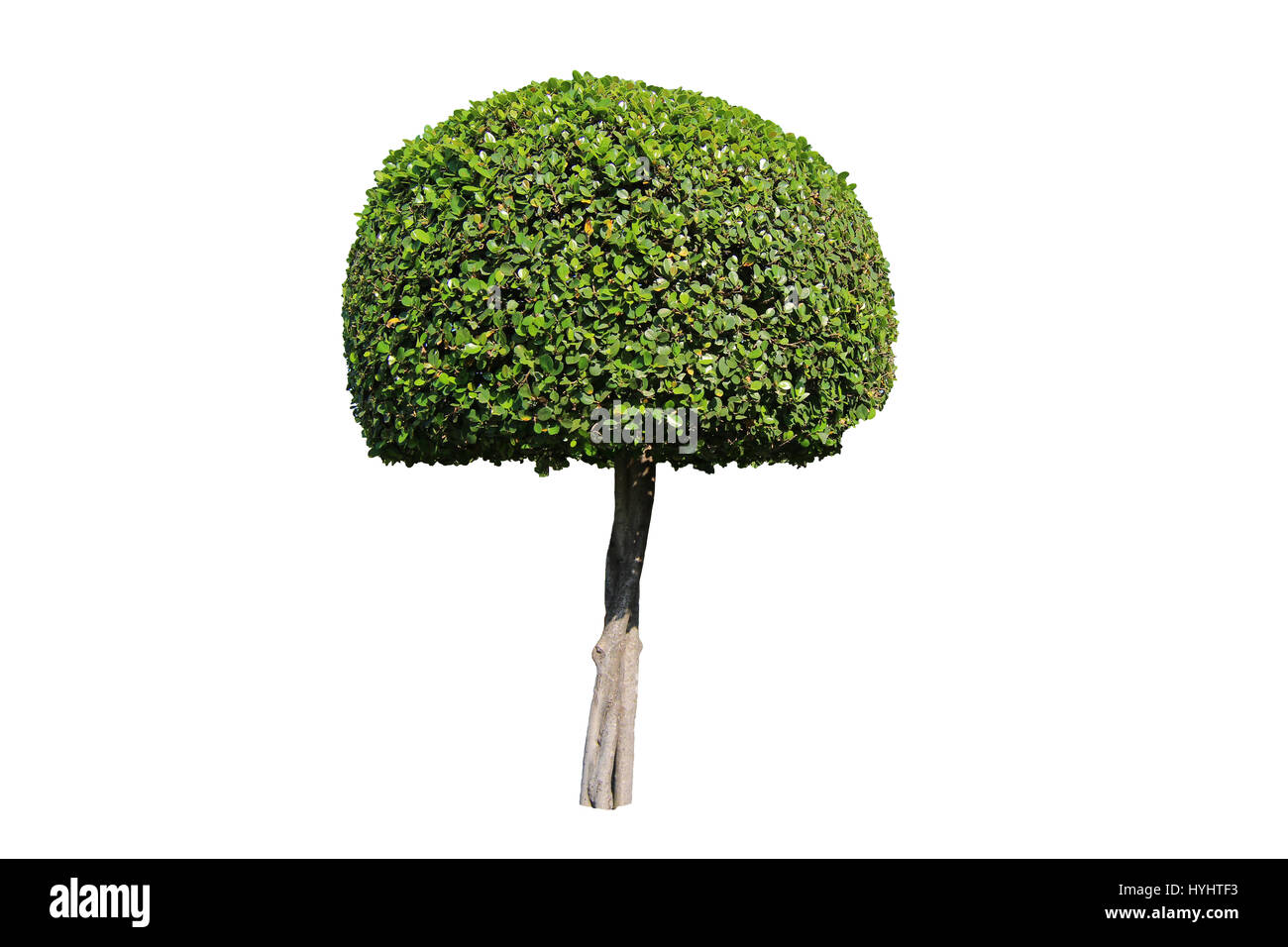 Dwarf tree hi-res stock photography and images - Alamy