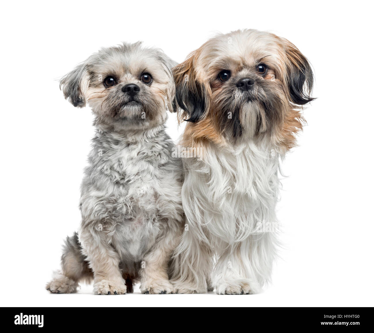 Two Shih Tzu side by side , isolated on white Stock Photo - Alamy