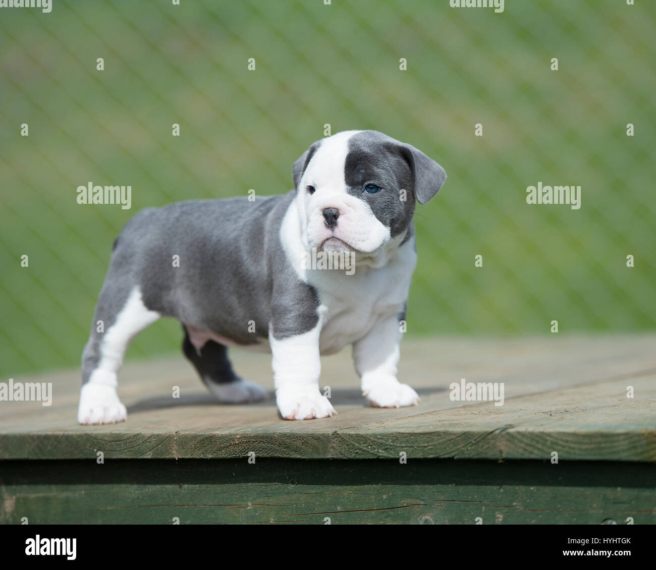 6 week old hi-res stock photography and images - Alamy