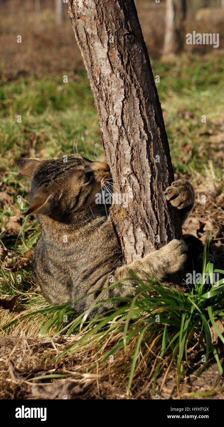 Cat in Love with a Tree Stock Photo - Alamy
