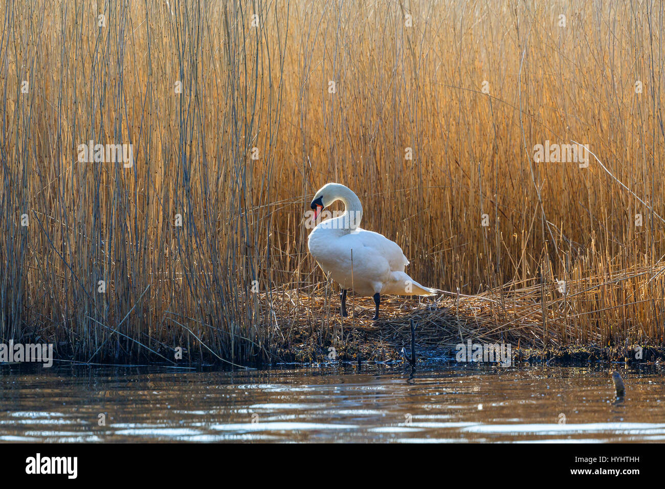 Mute swan on her nest in the reeds Stock Photo - Alamy
