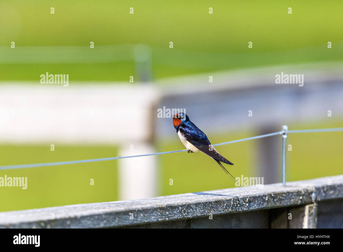 Barn Swallow sitting on a wire Stock Photo - Alamy