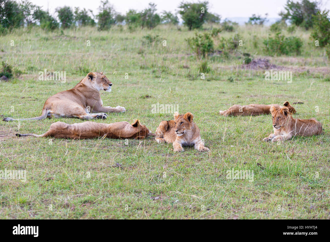 Lion Flock with cubs lying on the savannah Stock Photo - Alamy