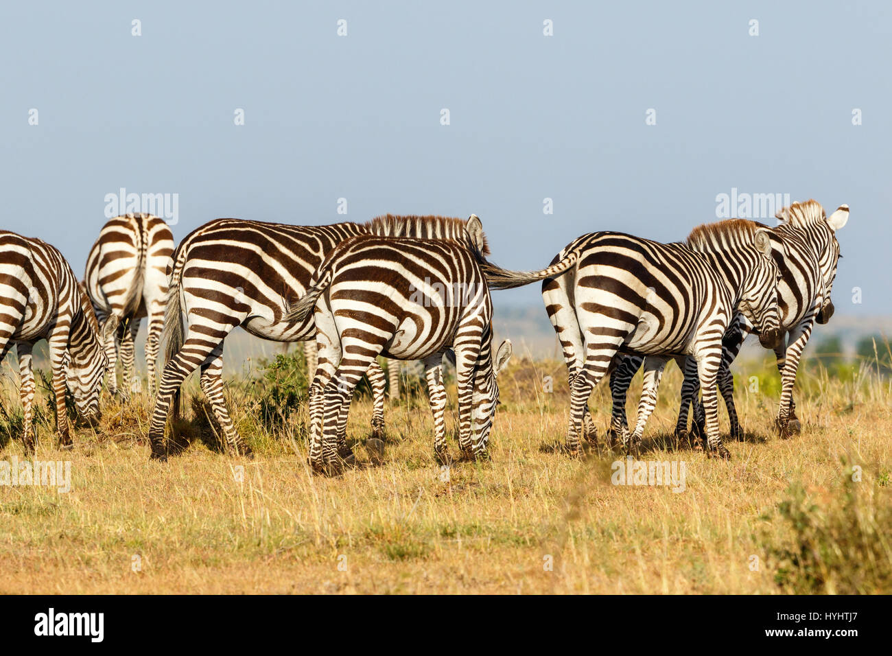 Zebras Grazing