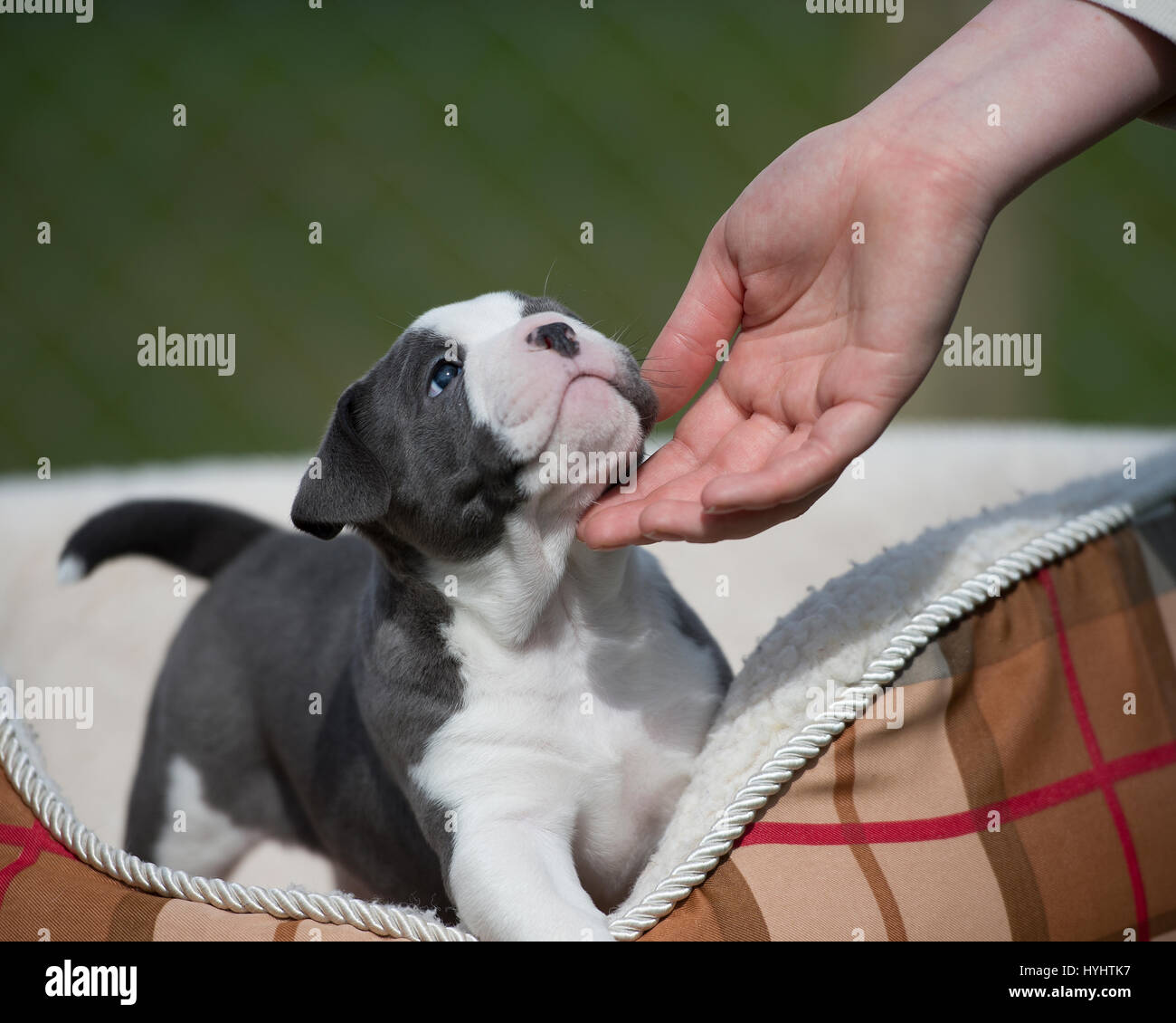 Dog and owner bonding hi-res stock photography and images - Alamy