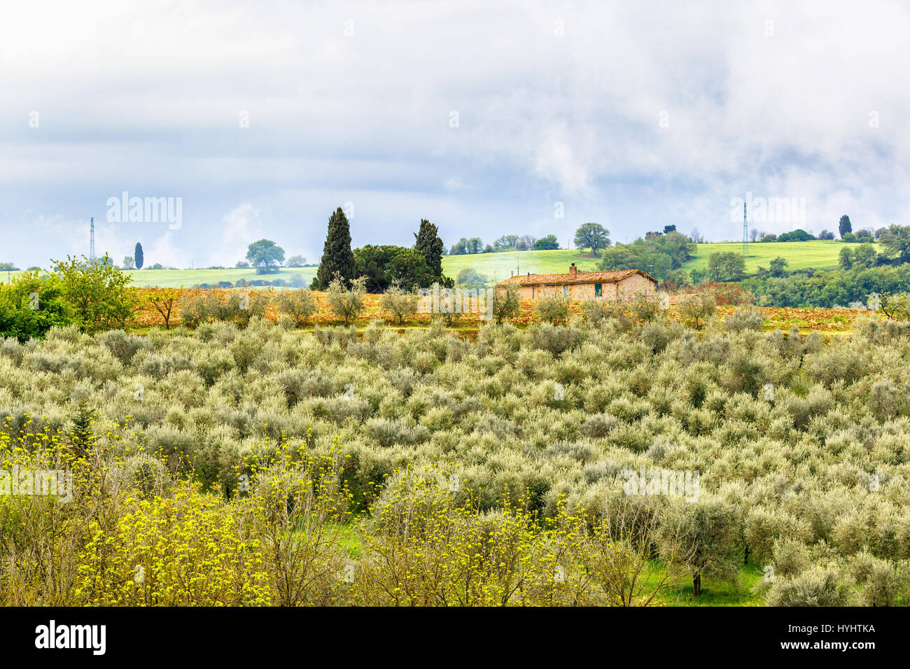 Olive farming hi-res stock photography and images - Alamy