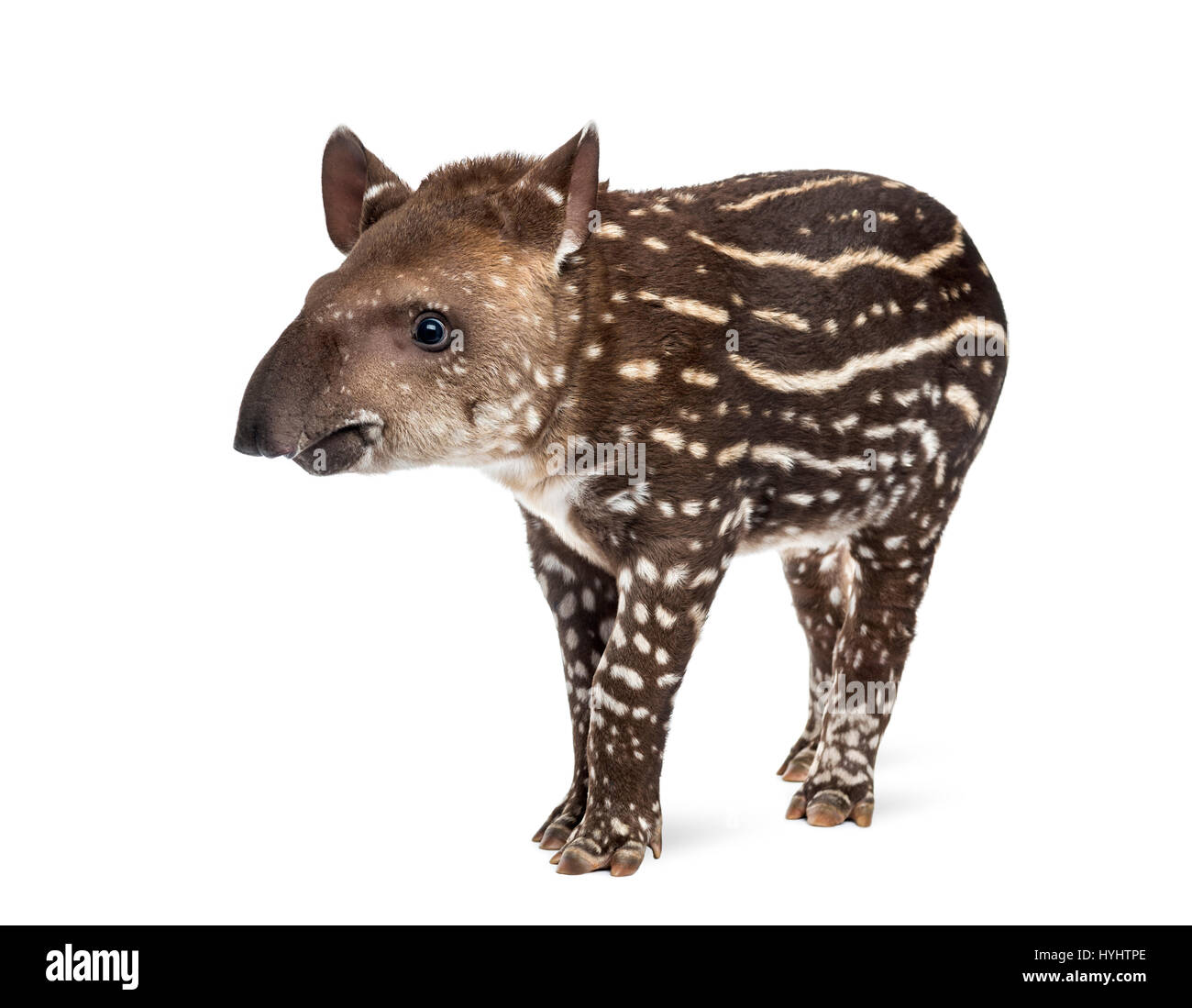 South american tapir hi-res stock photography and images - Alamy