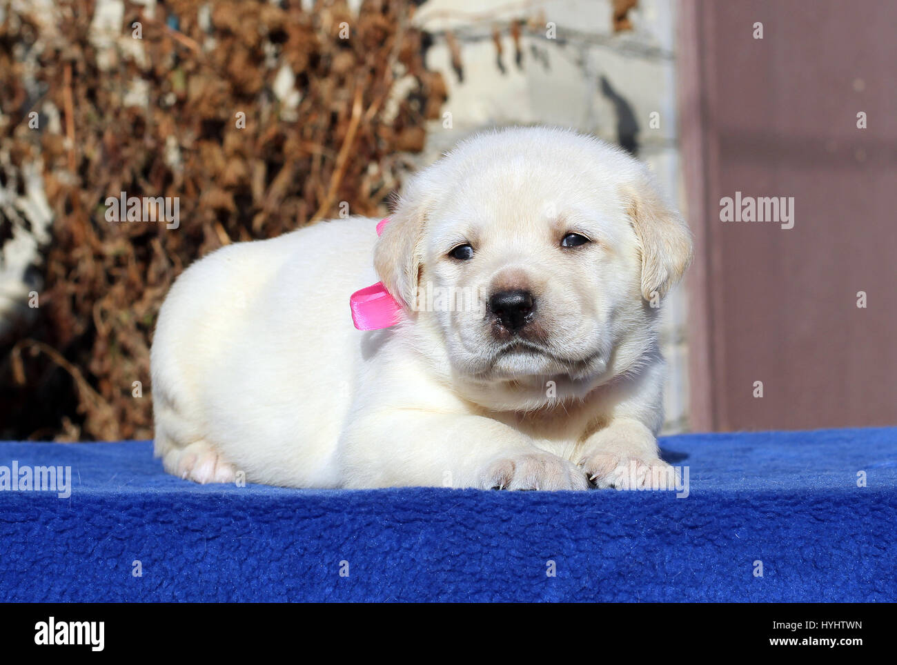 the little yellow labrador puppy sitting on blue background Stock Photo ...