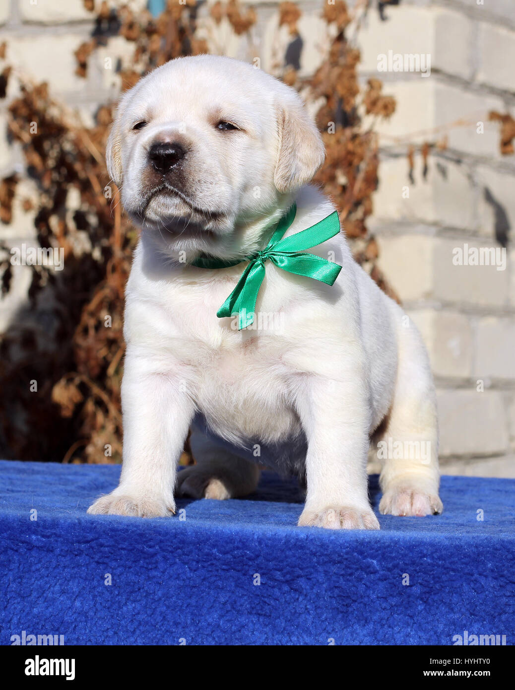 the little cute yellow labrador puppy sitting on blue background Stock ...