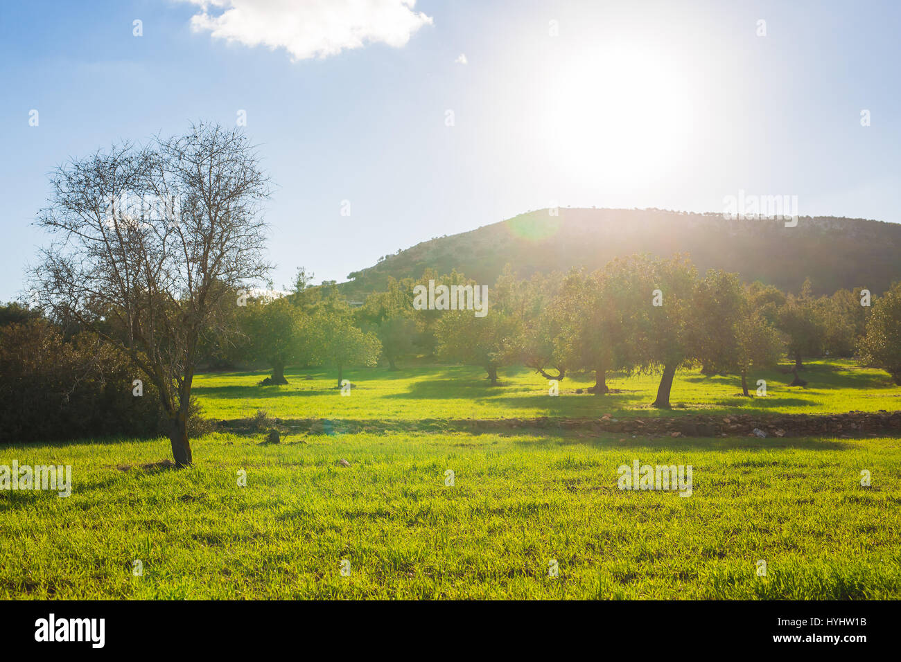 Spring landscape with trees, mountain and sun Stock Photo - Alamy