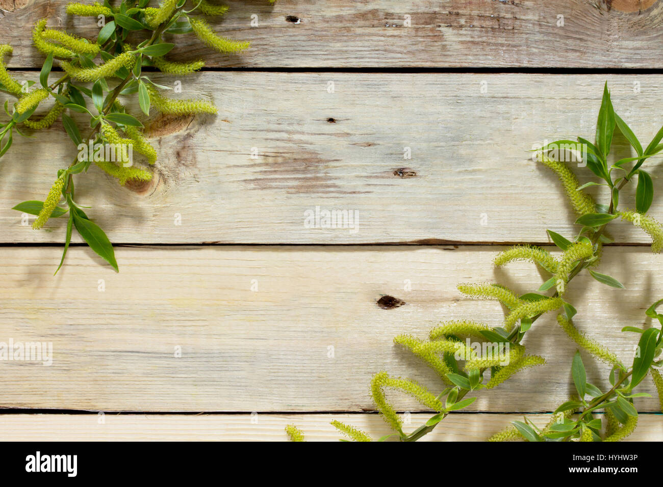 Spring background. Flowering branch of a willow tree on a wooden ...