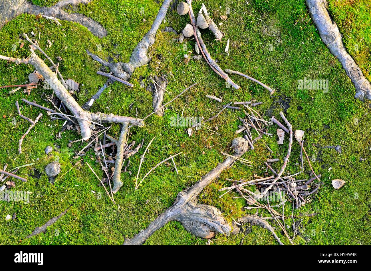 Natural abstract background. Green moss with roots of trees Stock Photo ...
