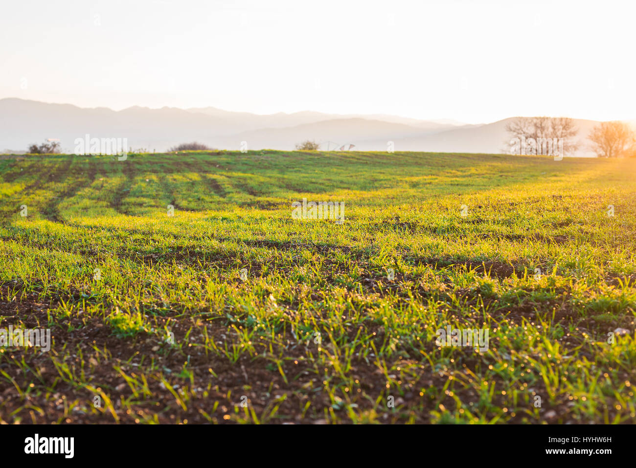 Wheat field landscape with path in the sunset time Stock Photo - Alamy