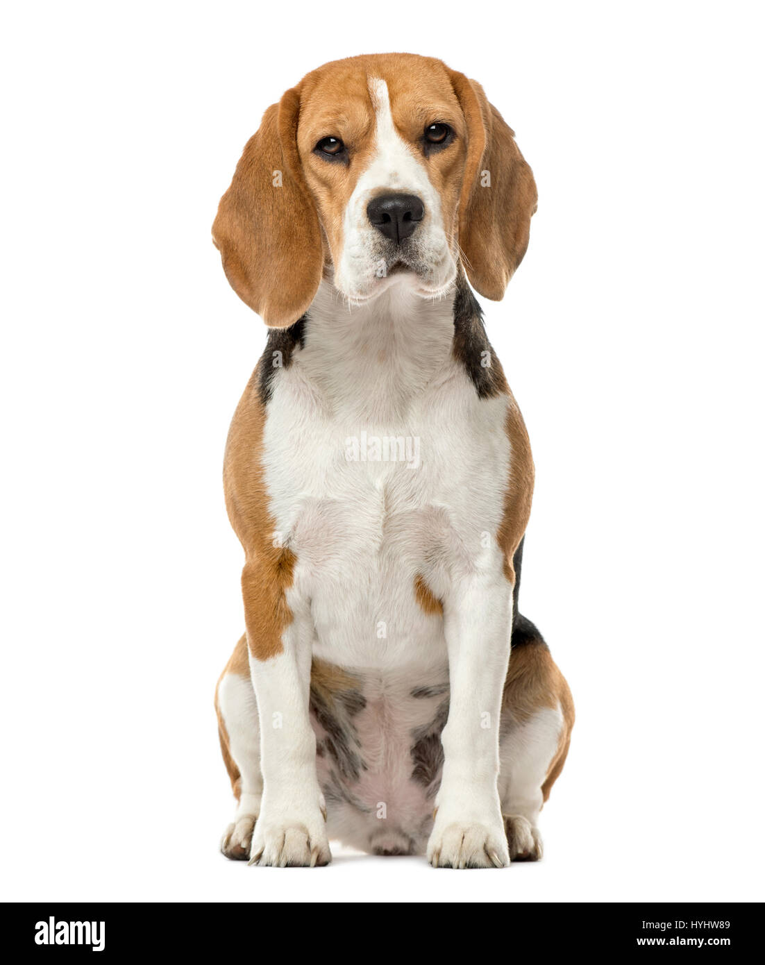 Beagle sitting, 16 months old , isolated on white Stock Photo - Alamy