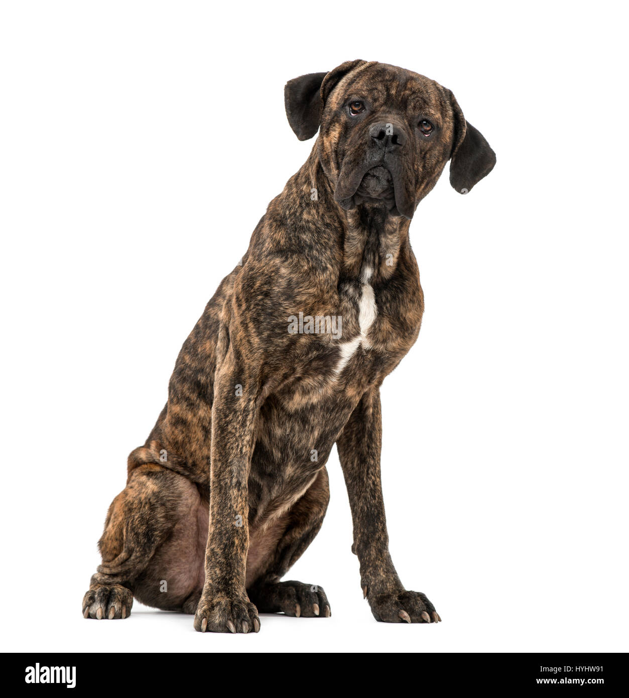 Cane Corso (2 years old Stock Photo - Alamy