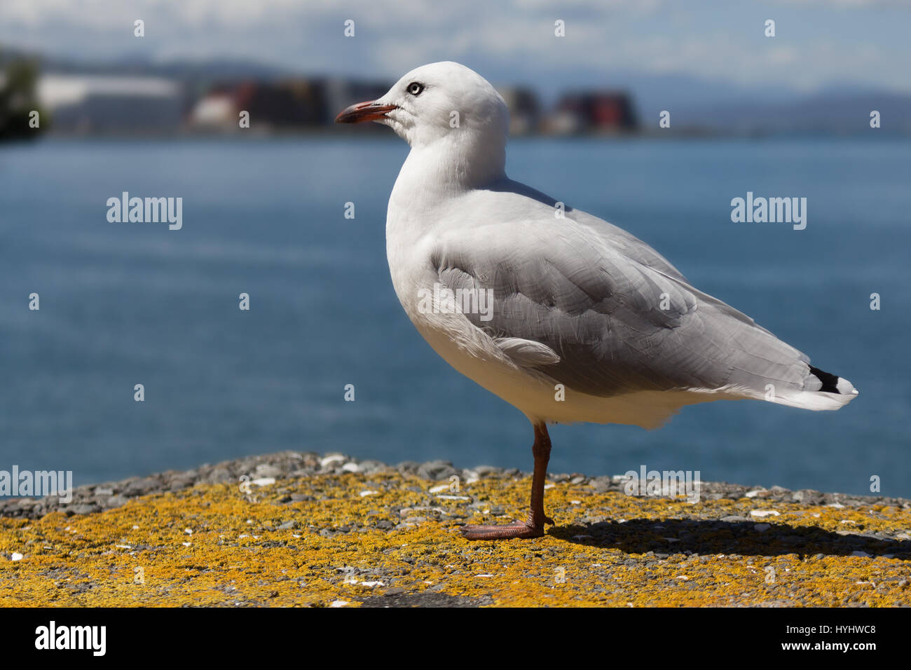 Seagull Diving Into Sea High Resolution Stock Photography and Images ...