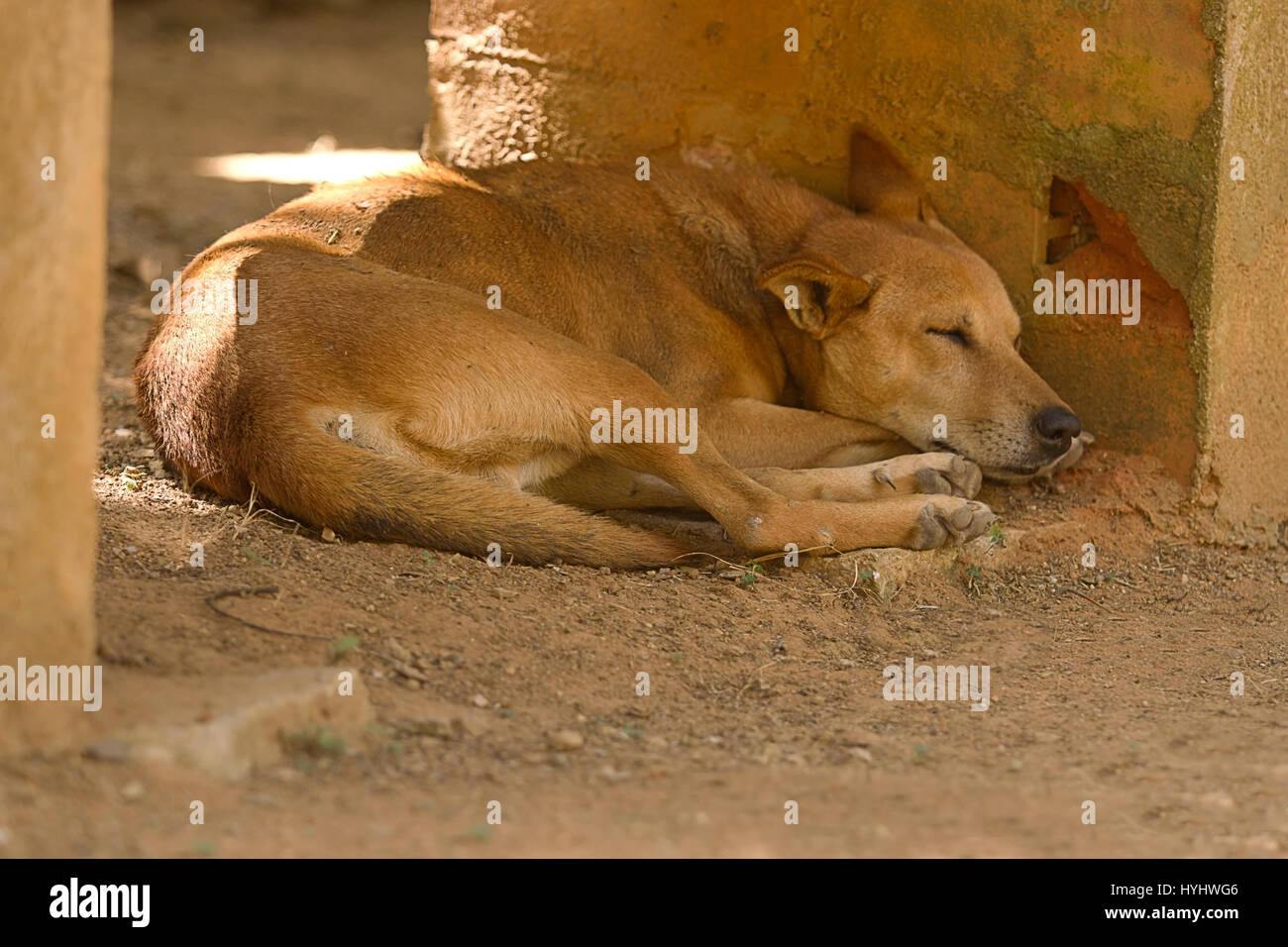 photo of an Indian feral dog sleeping in the shade on a hot day Stock ...
