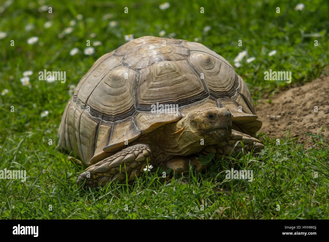 photo of an African Spur-thighed Tortoise walking in the sunshine Stock ...