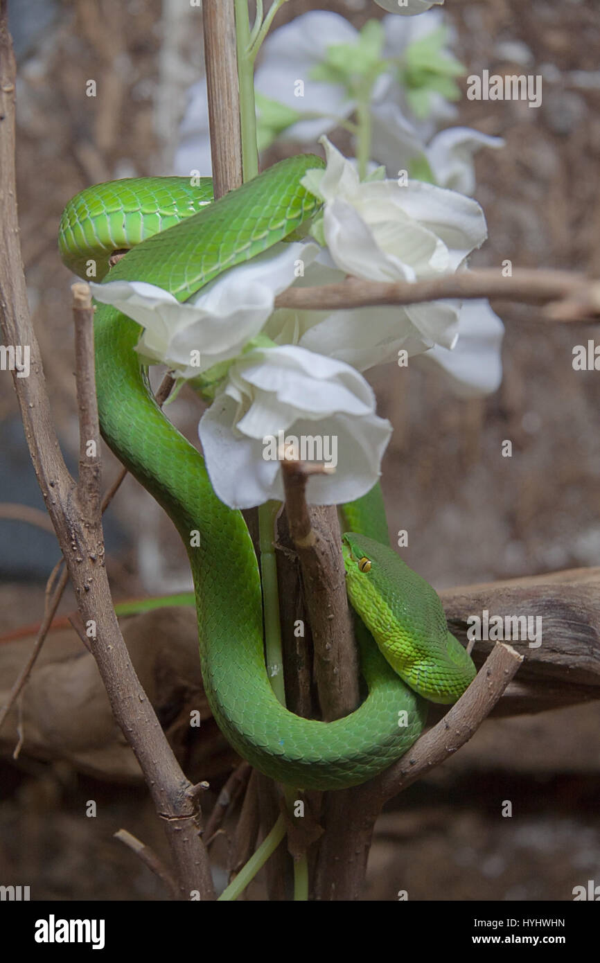photo of a Green Tree snake raped around a branch Stock Photo - Alamy