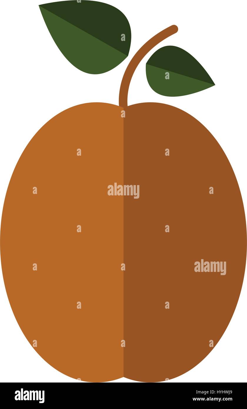 Apricot icon illustrated on a white background in vector Stock Vector ...