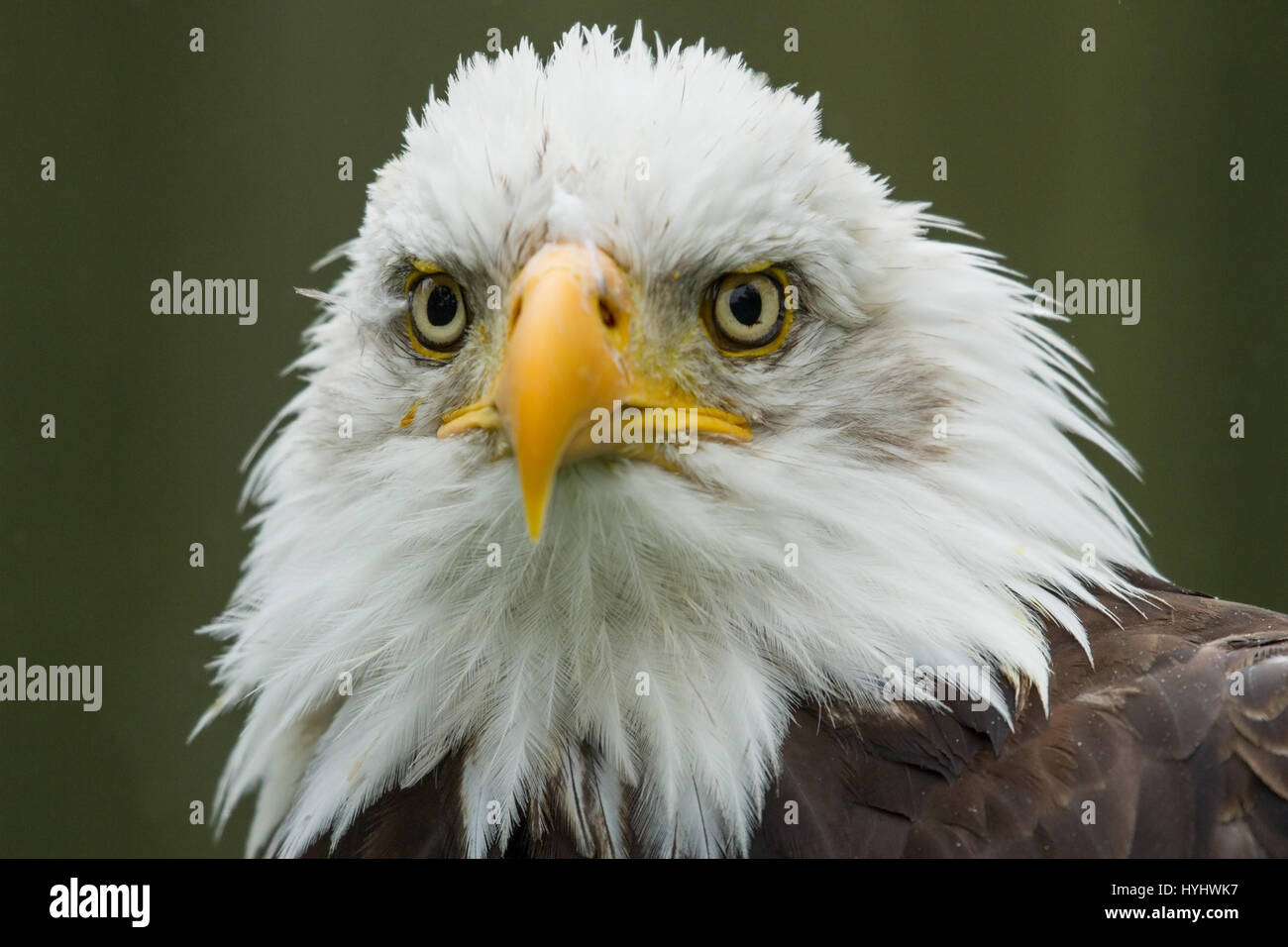 photo portrait of an alert looking American Bald Eagle Stock Photo - Alamy