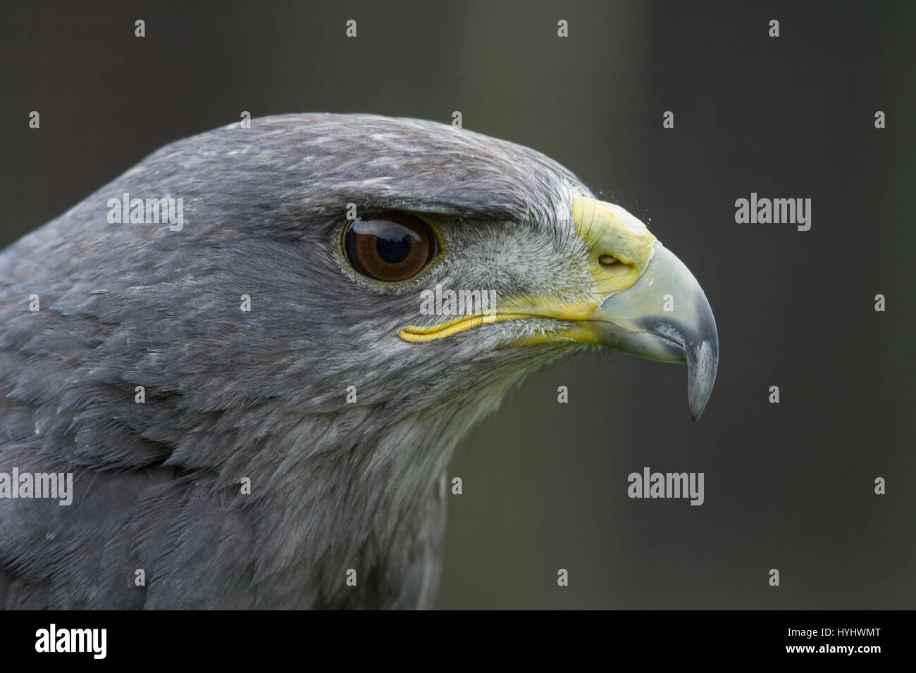 Grey falcon hi-res stock photography and images - Alamy