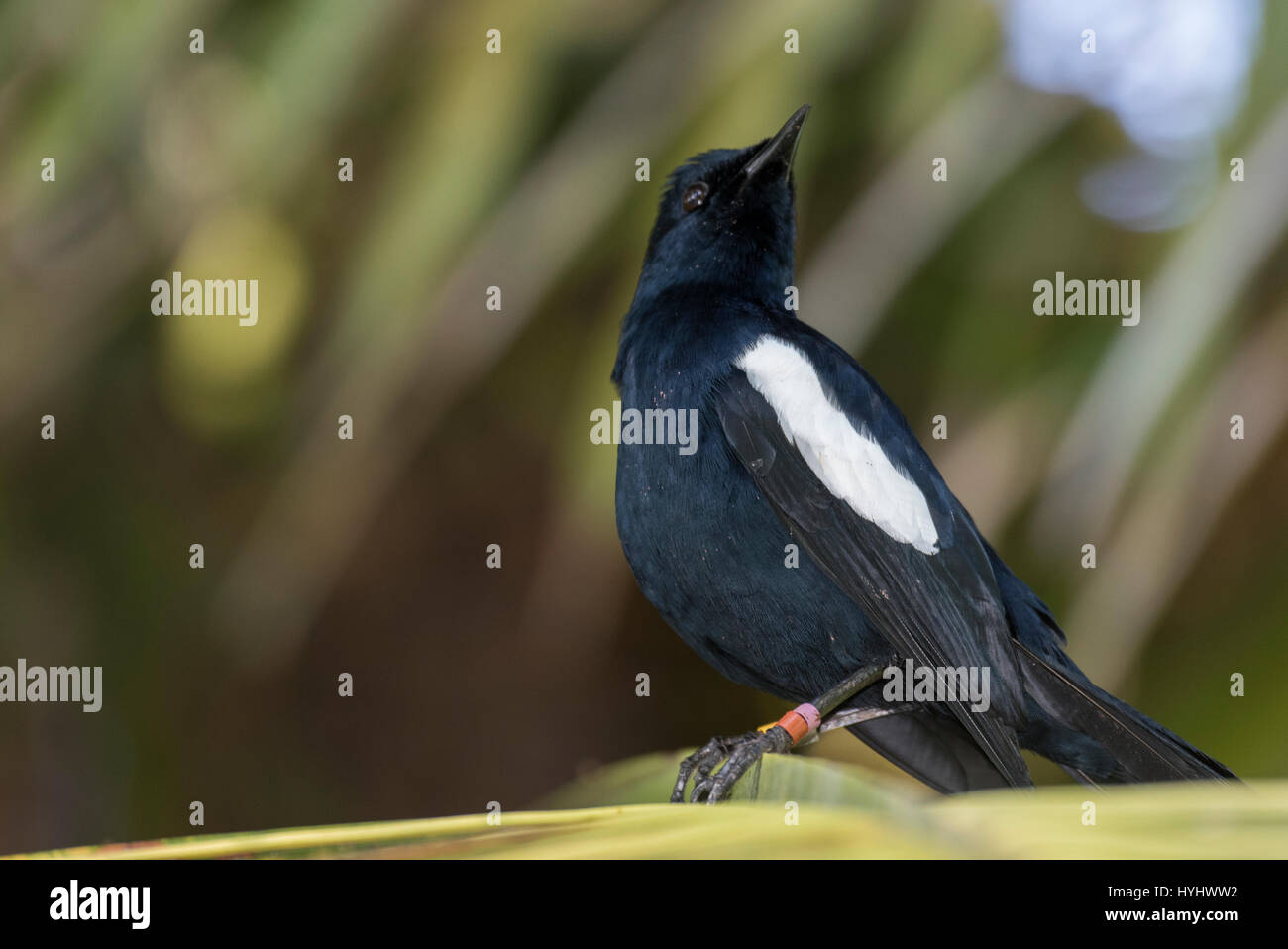 Seychelles, Aride Nature Reserve. Rare Seychelles magpie-robin (WILD ...