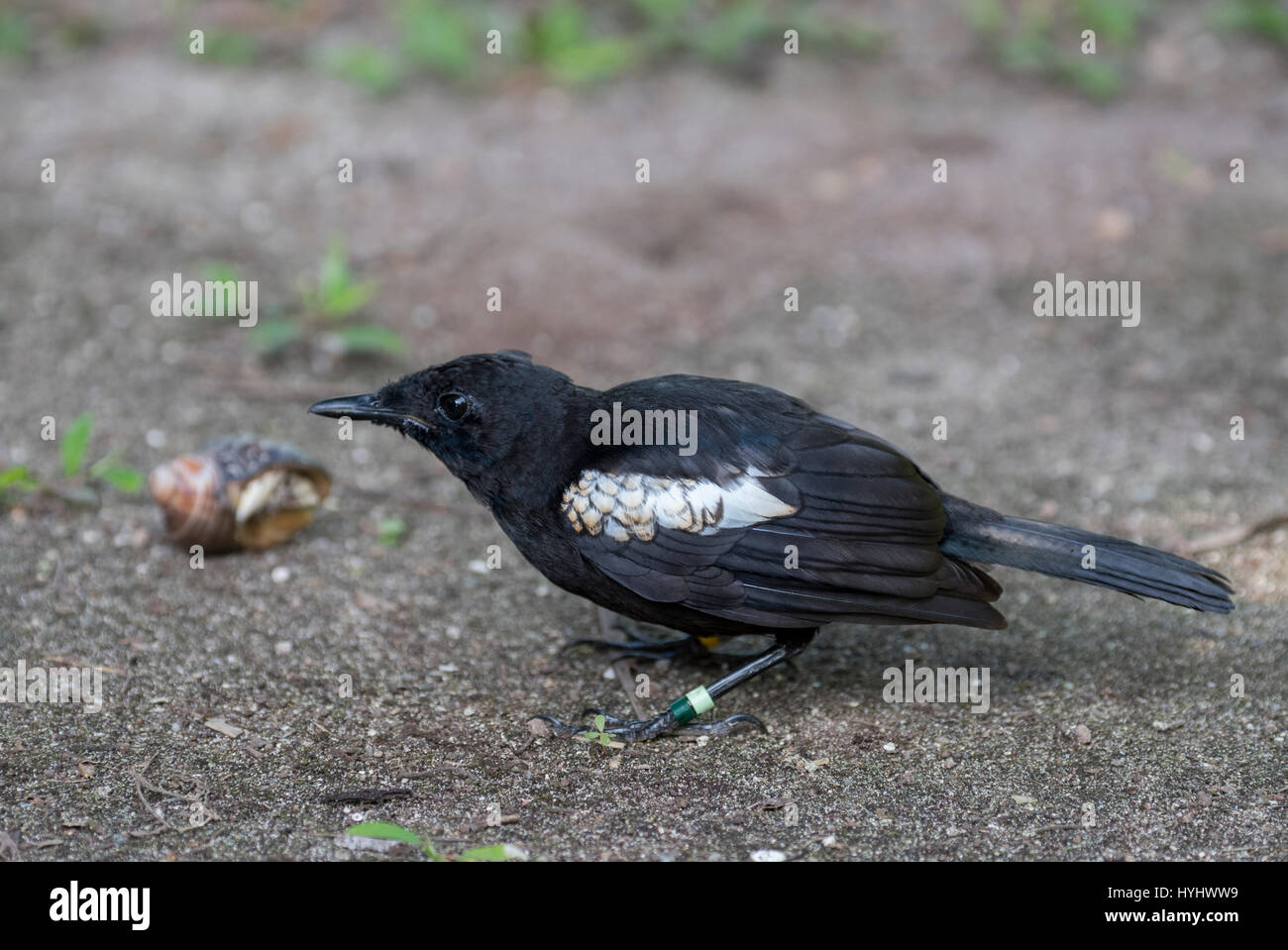 Seychelles, Aride Nature Reserve. Rare Seychelles magpie-robin (WILD ...