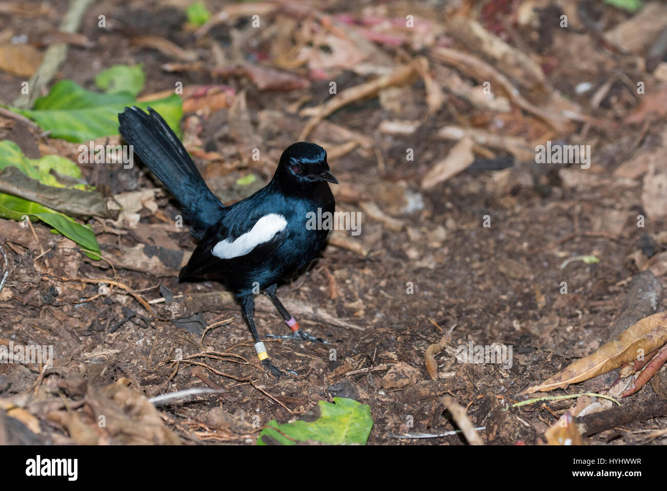 Seychelles, Aride Nature Reserve. Rare Seychelles magpie-robin (WILD ...