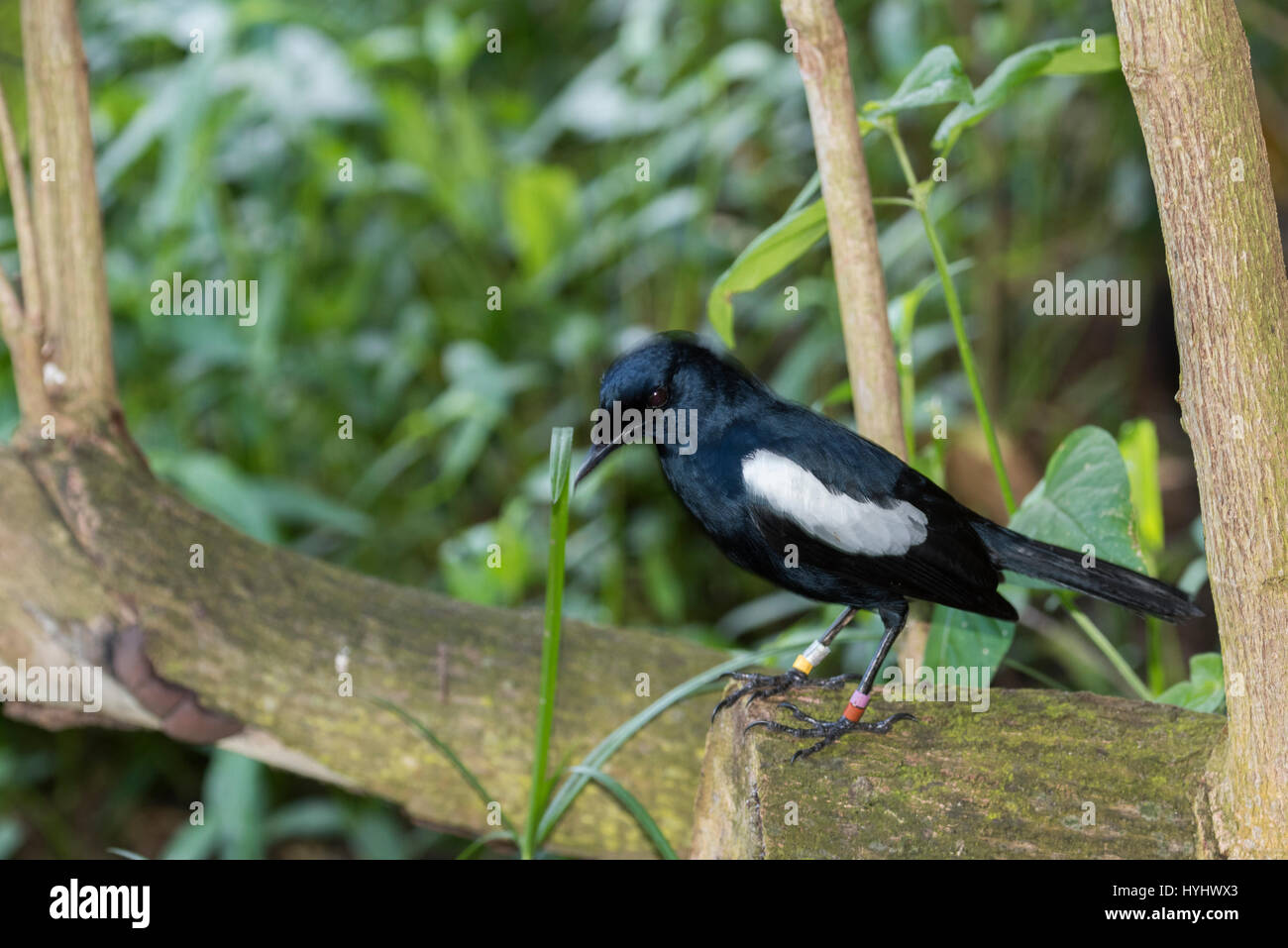 Seychelles magpie robin copsychus sechellarum hi-res stock photography ...