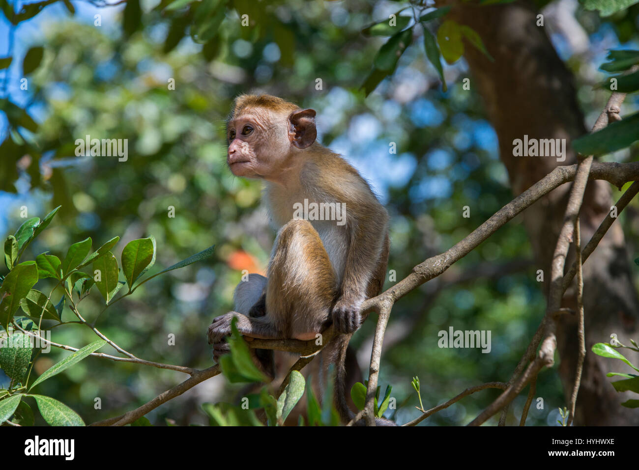 Sri Lanka, Tissamaharama, Yala National Park, Ruhuna National Park ...