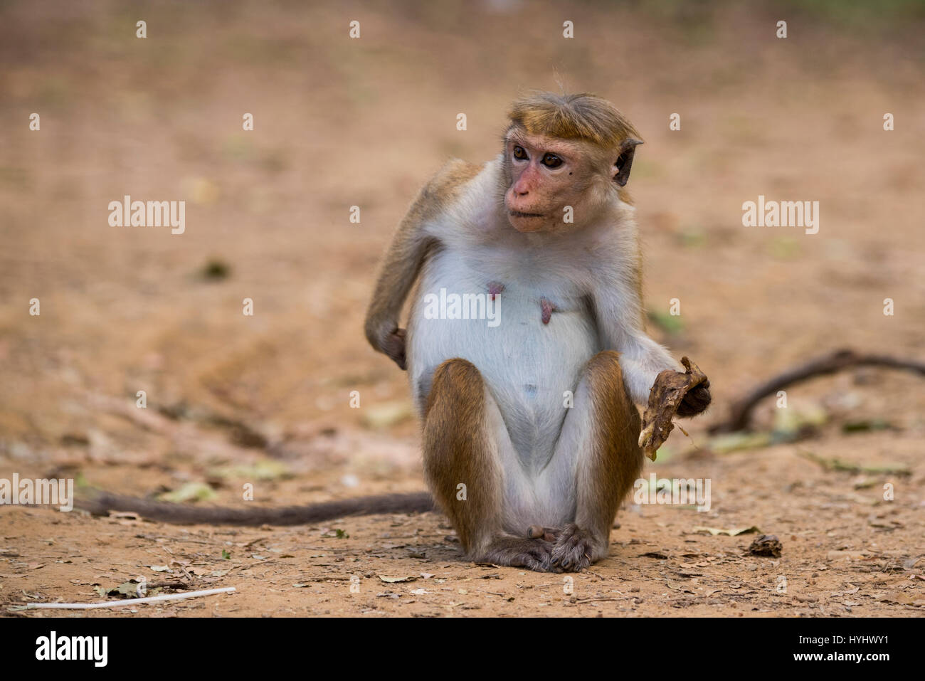 Sri Lanka, Tissamaharama, Yala National Park, Ruhuna National Park ...