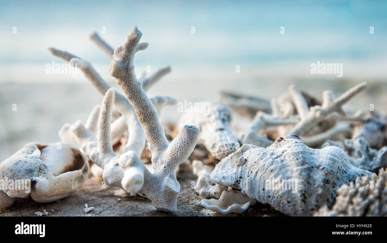 Decoration of coral tree on a tropical beach. The background greenery ...