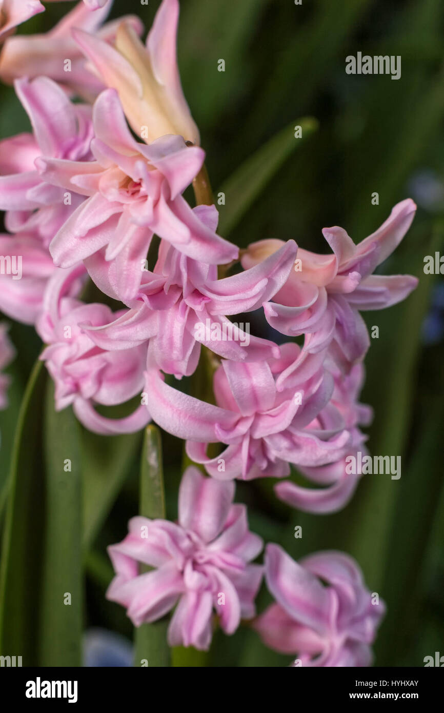 Pale pink hyacinth hi-res stock photography and images - Alamy