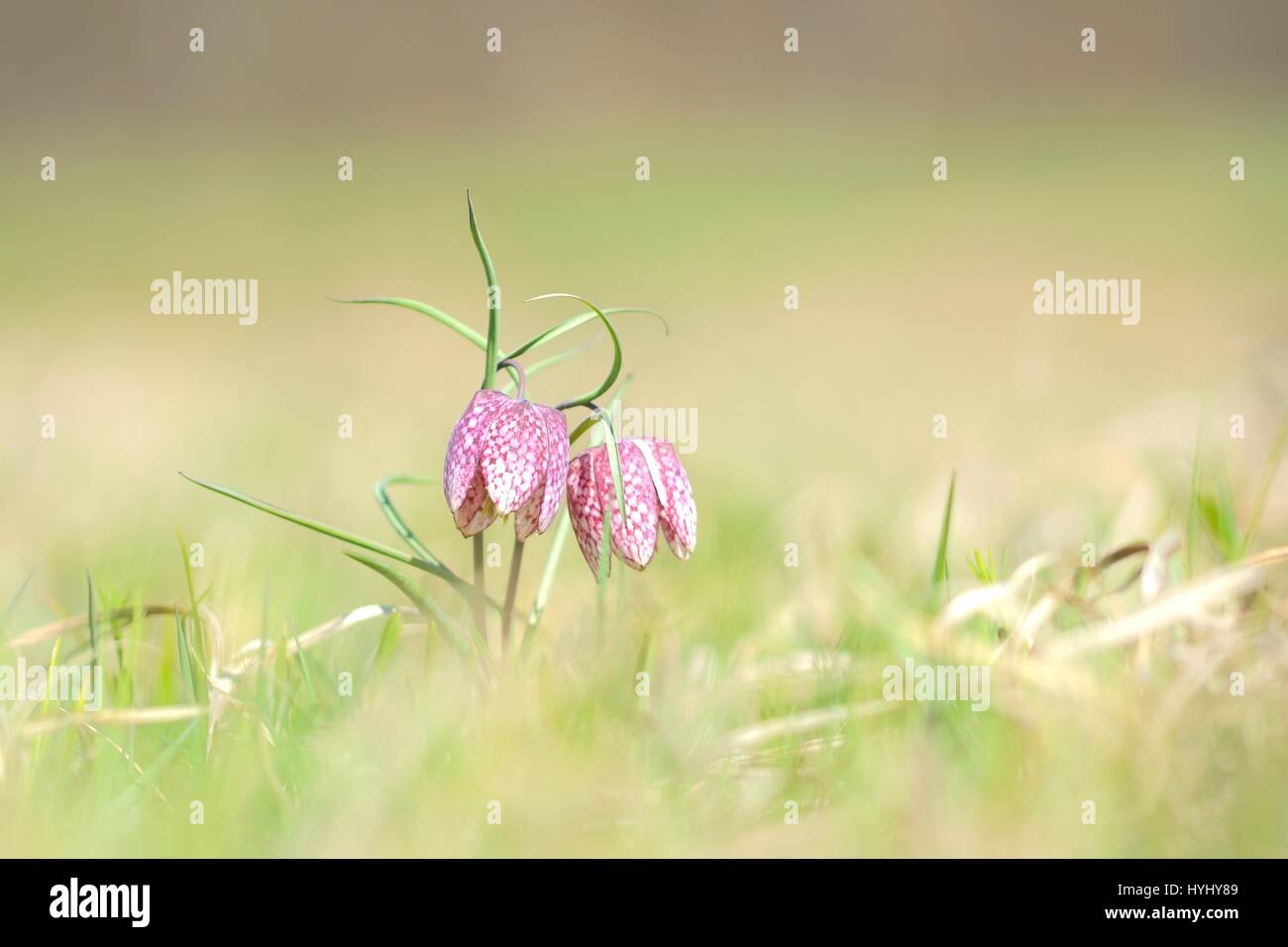 Endangered wild Chess Flower on a Meadow in Franconia, Germany. Lovely ...